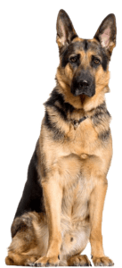 K9 Union Training Academy - Durham Obedience Training