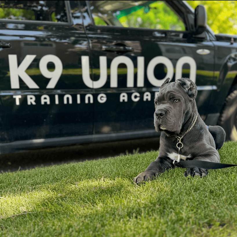K9 Union Training Academy - Durham Obedience Training