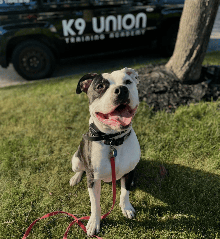 K9 Union Training Academy - Durham Obedience Training