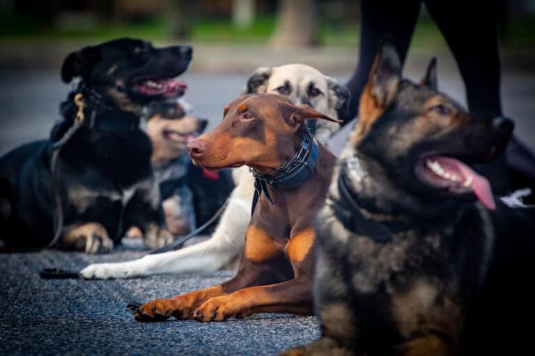 K9 Union Training Academy - Durham Obedience Training